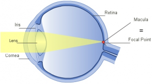 Farsighted vs. Nearsighted — Point Grey Eyecare